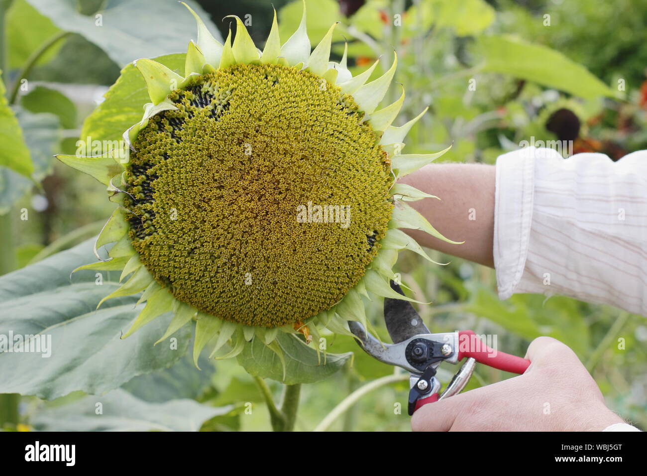 Drying Sunflower Heads