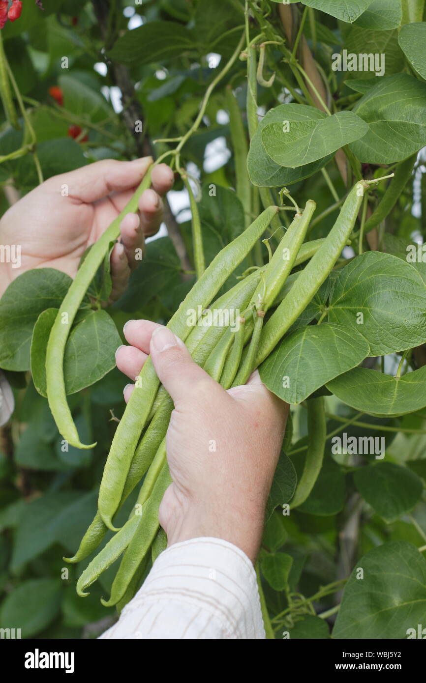 Scarlet runner beans hi-res stock photography and images - Alamy