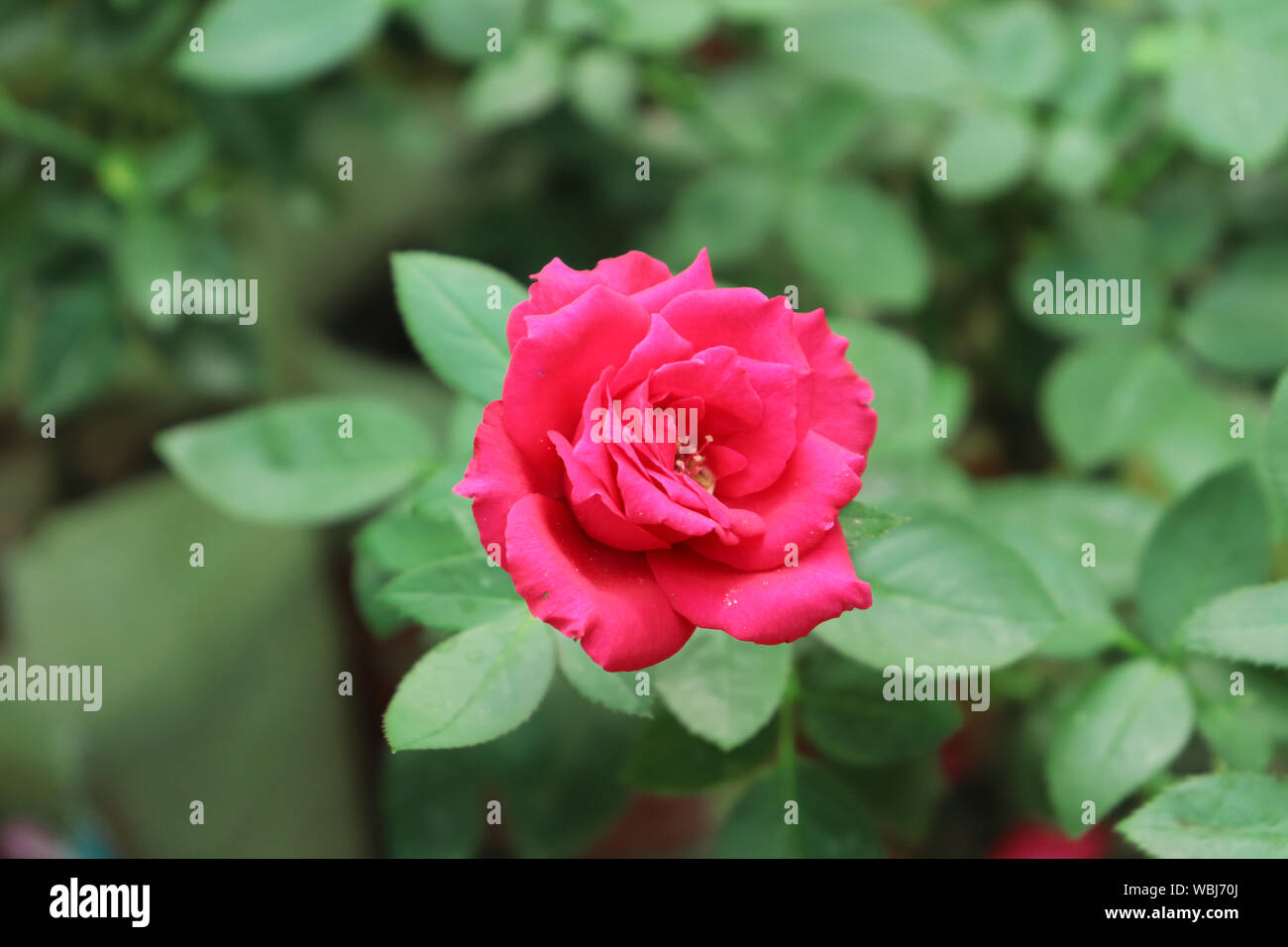 Red Rose In The Garden, Rose Wallpaper Stock Photo - Alamy