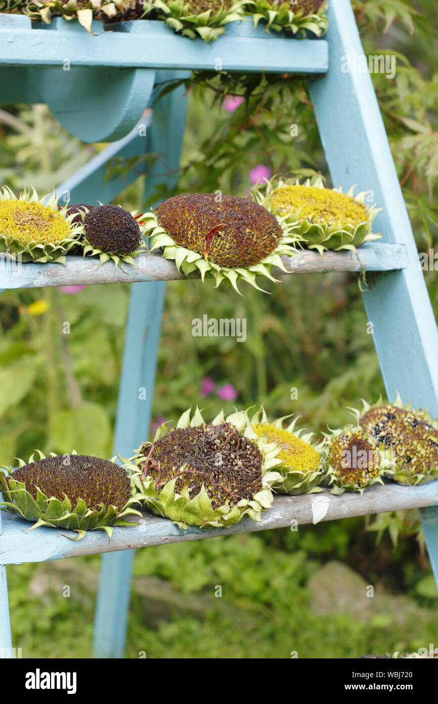 Helianthus annuus firecracker hi-res stock photography and images - Alamy