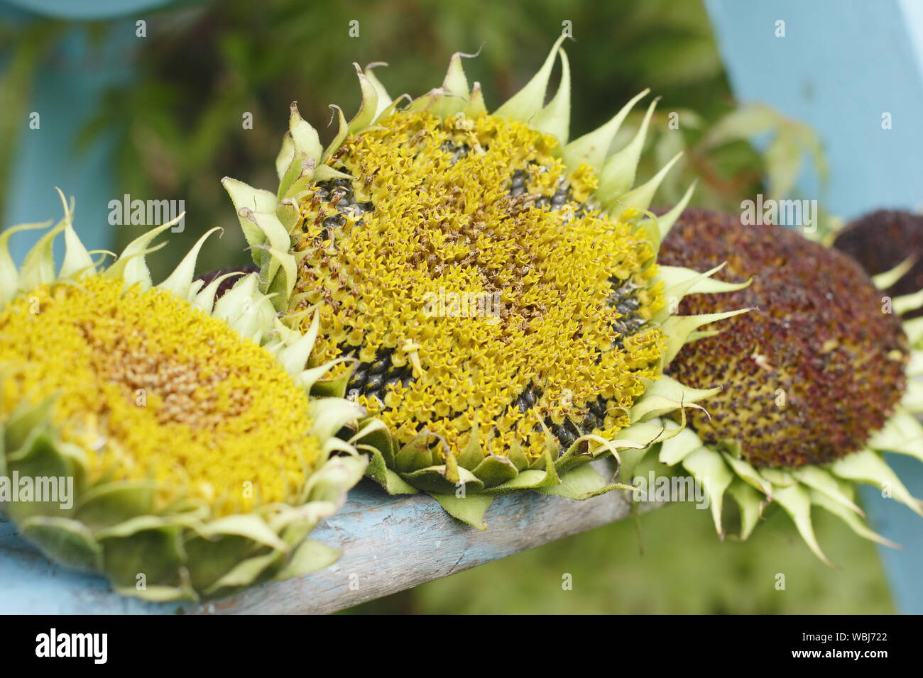 Drying sunflower seed hi-res stock photography and images - Alamy