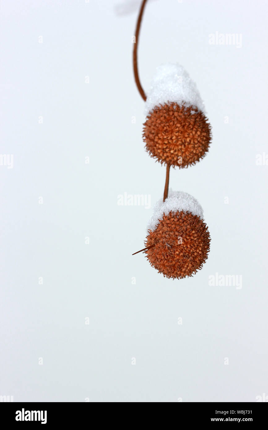 Sycamore bud winter hi-res stock photography and images - Alamy