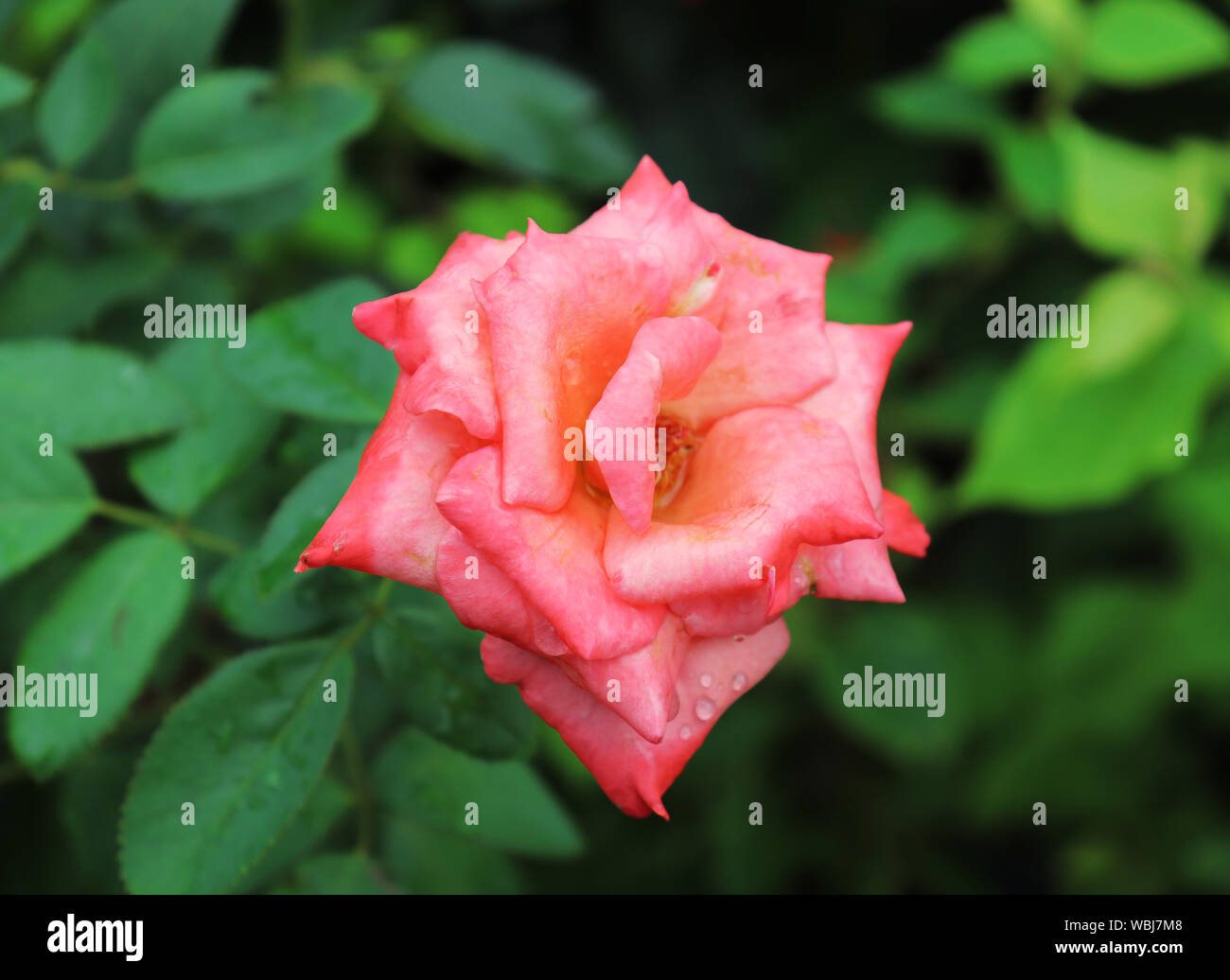 Wallpaper rose tree hi-res stock photography and images - Alamy