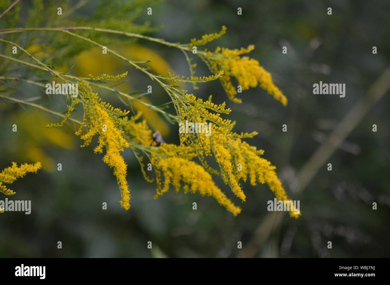 Yellow forest flowers hi-res stock photography and images - Alamy