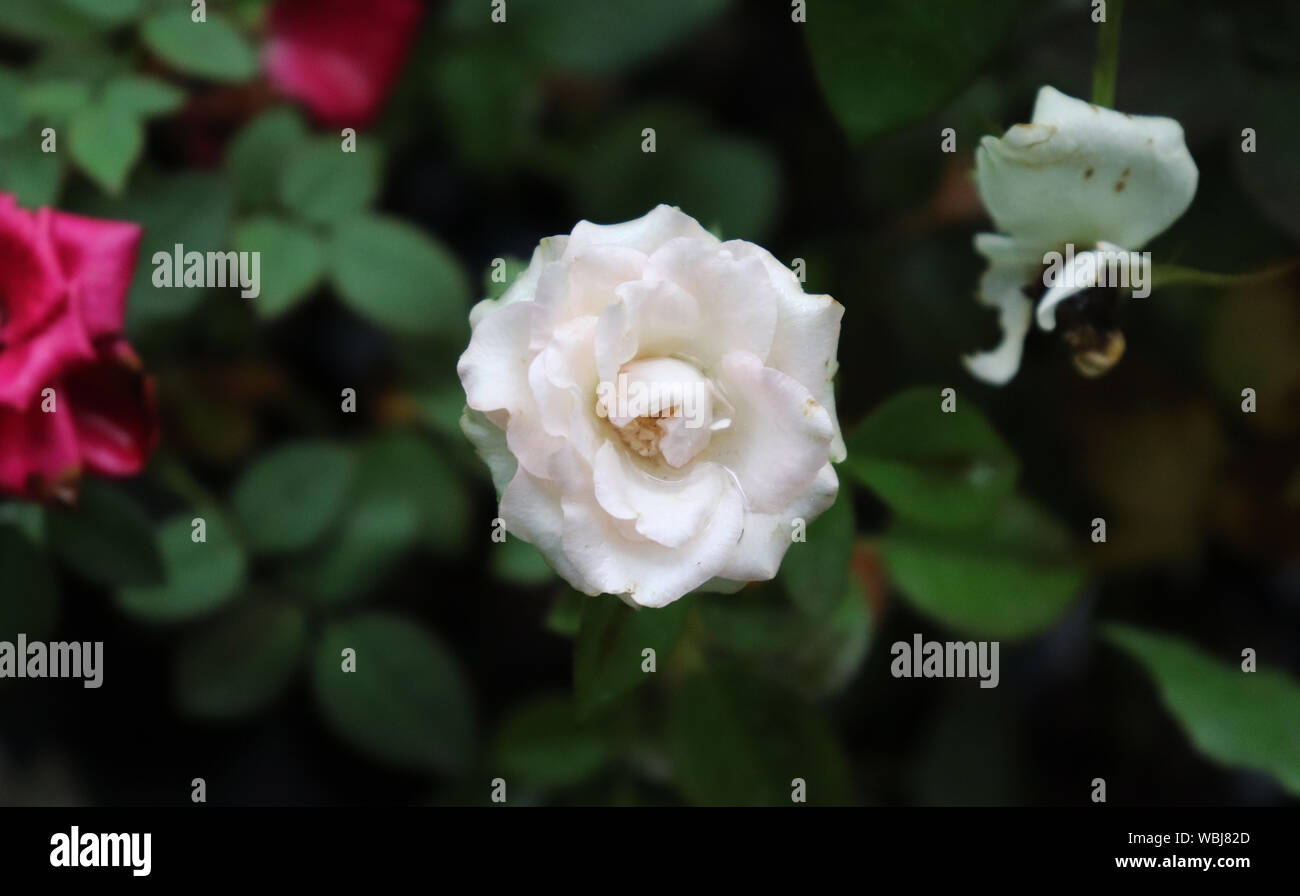 White Rose, Beautiful Rose Flower In The Garden Stock Photo - Alamy