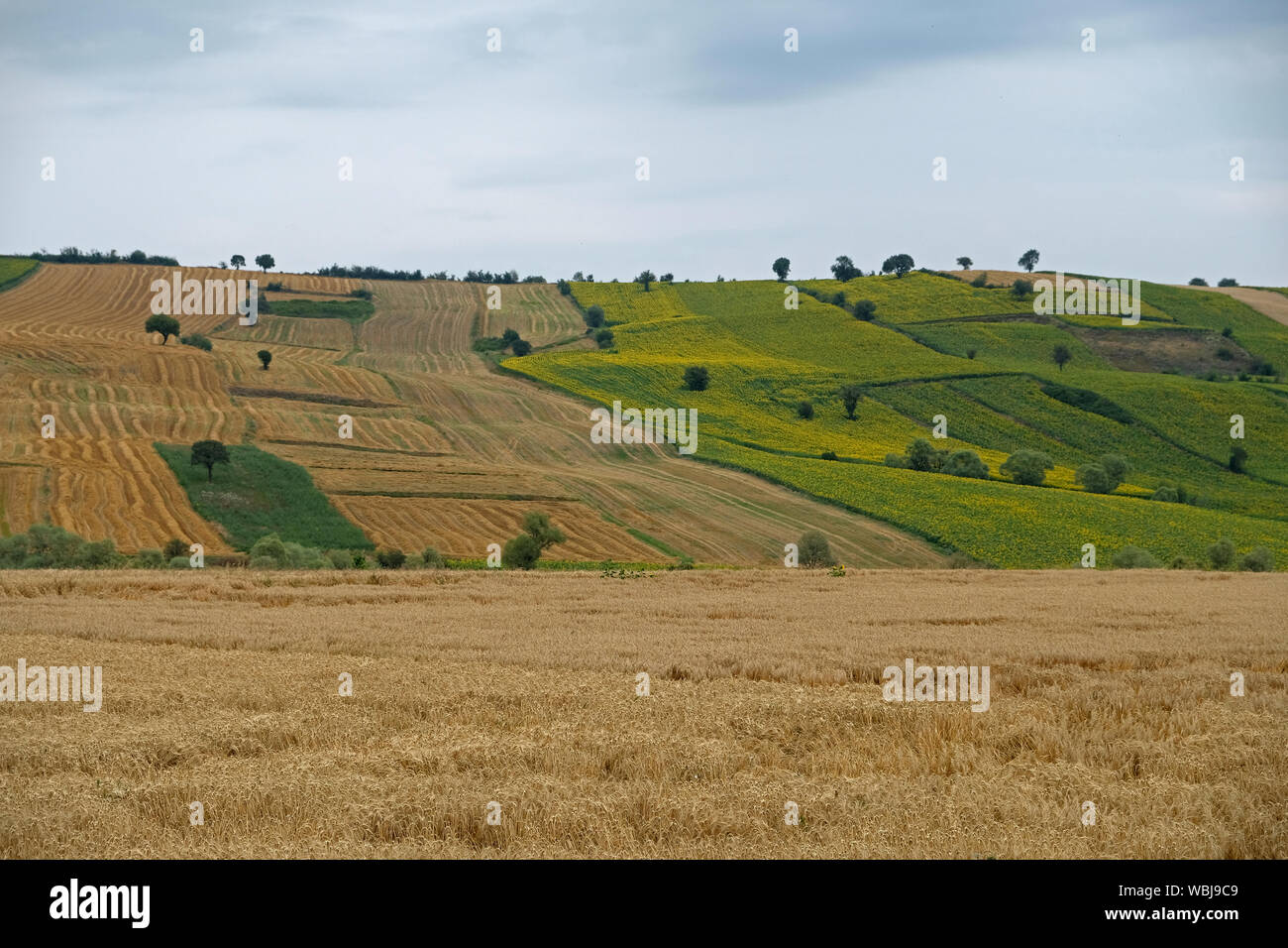 The different colors of the crops planted at different times provide ...