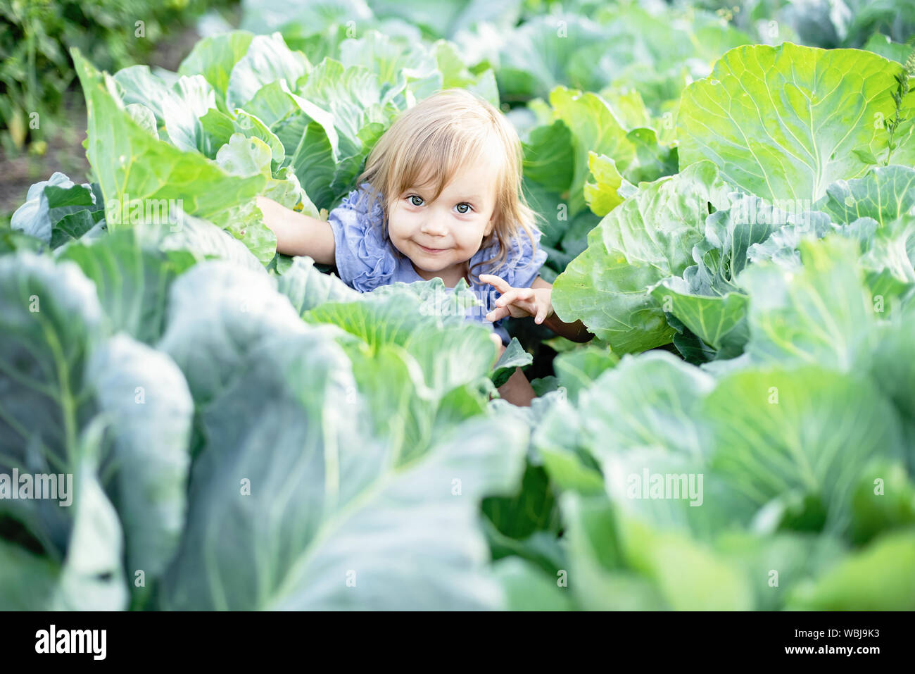 Baby sitting in cabbage plant. Cute little girl on cabbage field ...