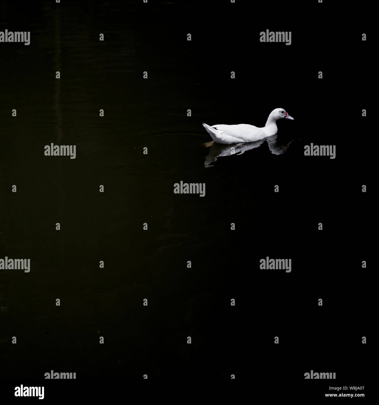Duck flying over water hi-res stock photography and images - Alamy