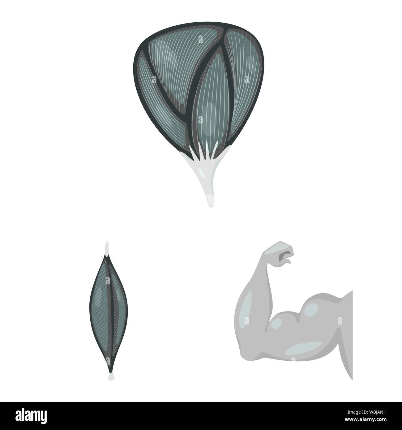 Isolated object of human and body sign. Set of human and cells vector ...