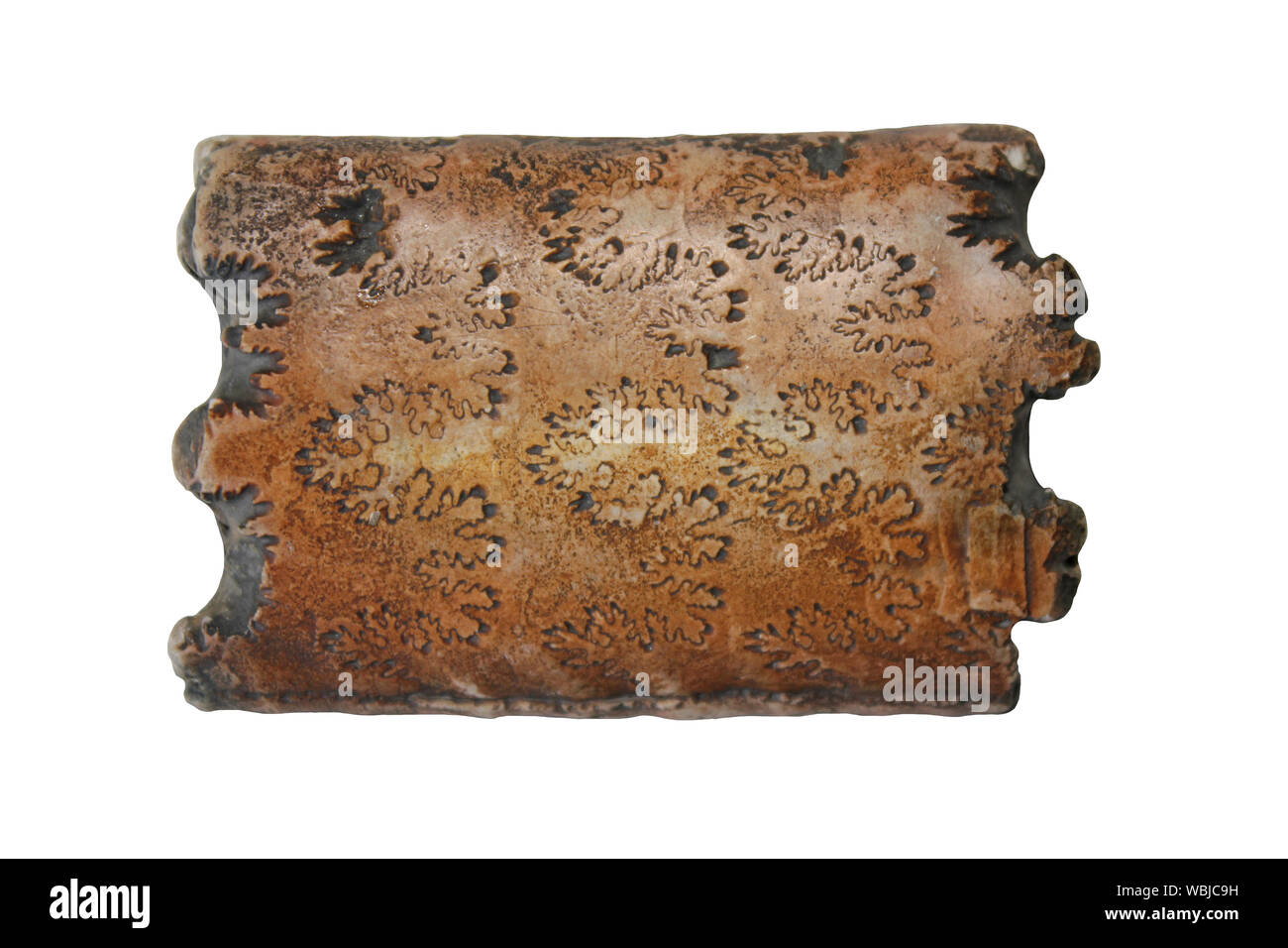 Ammonite suture patterns hi-res stock photography and images - Alamy