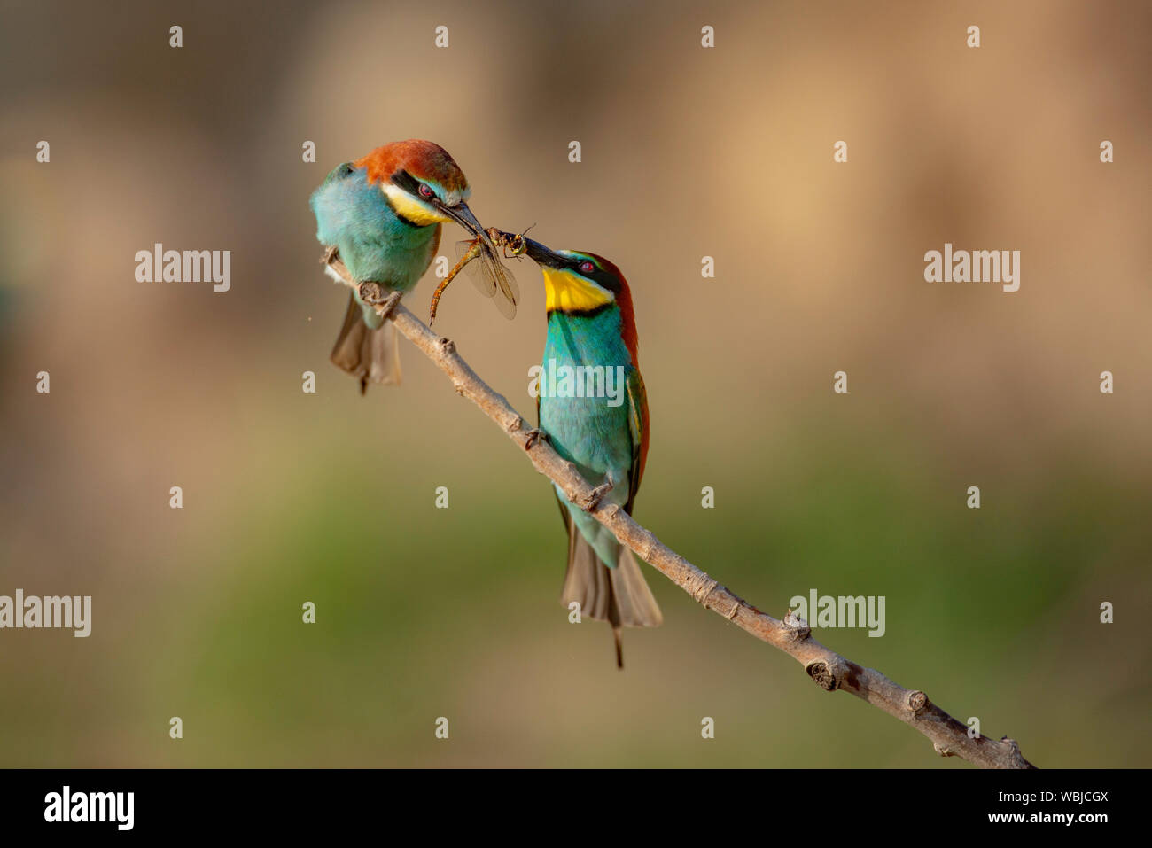 Bee eaters at mating ritual Stock Photo - Alamy