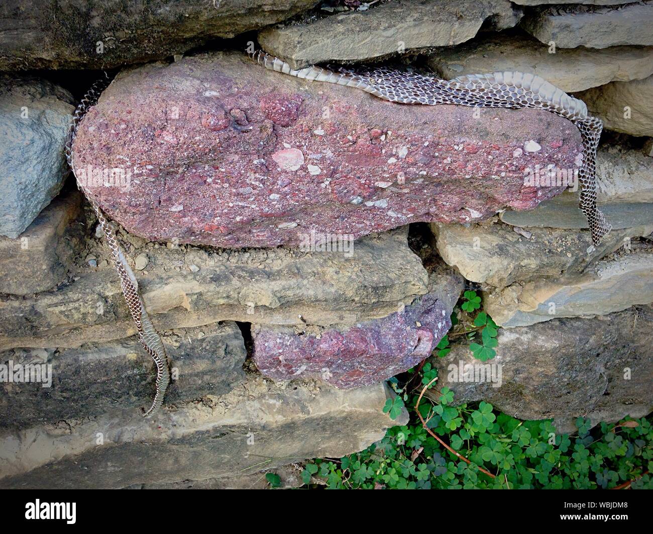 Snake scale close up hi-res stock photography and images - Alamy