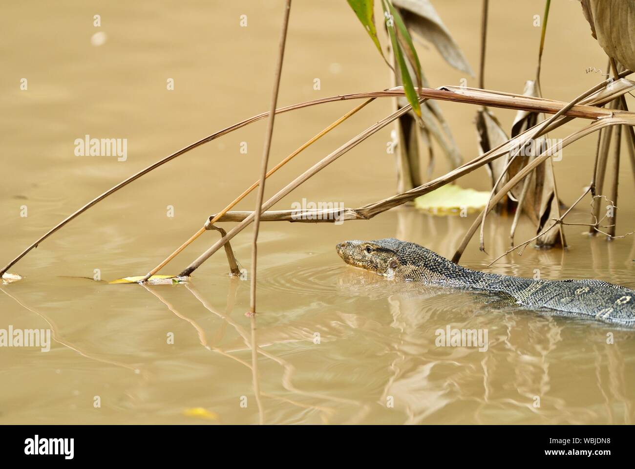 Swimming Water Monitor High Resolution Stock Photography and Images - Alamy