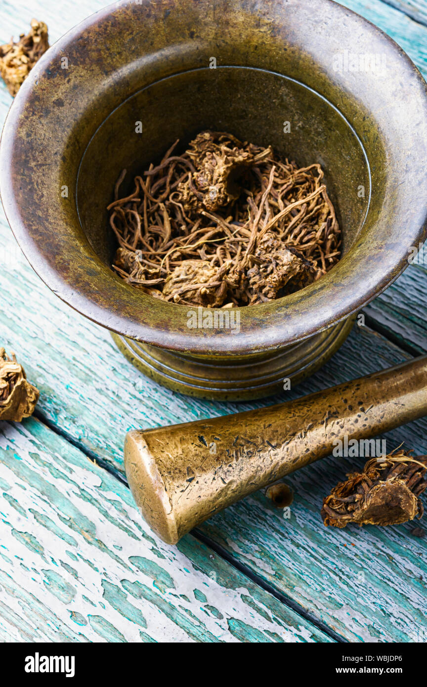 Dried Valerian roots in old bronze mortar.Valeriana officinalis Stock ...