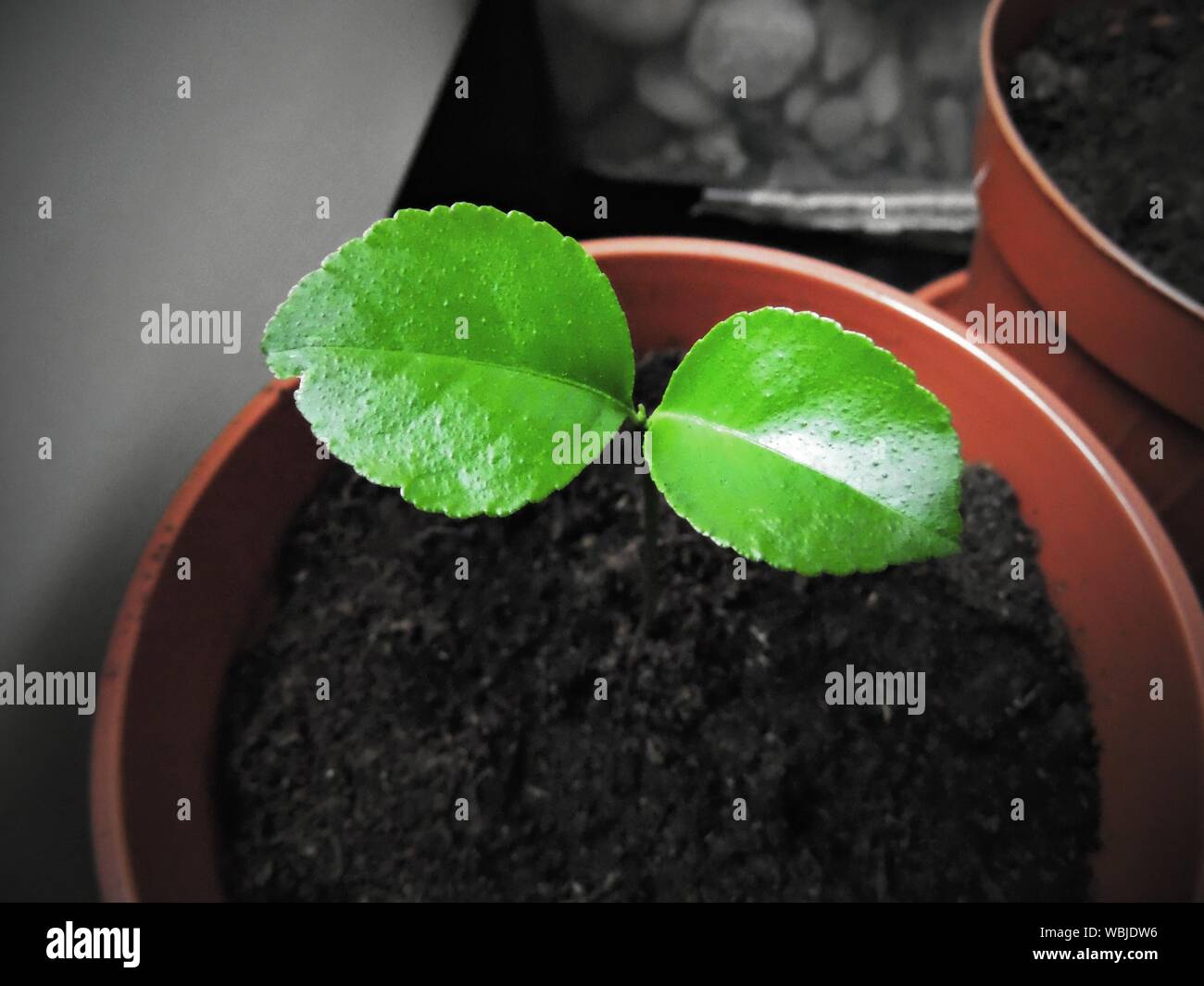 Leaf sampling hi-res stock photography and images - Alamy