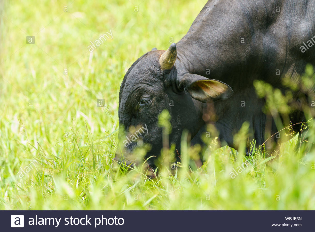 Bos Indicus High Resolution Stock Photography and Images - Alamy