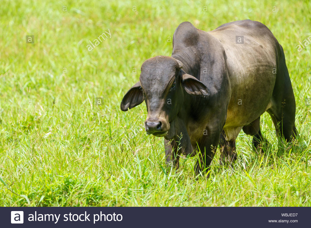 Bos Indicus High Resolution Stock Photography and Images - Alamy
