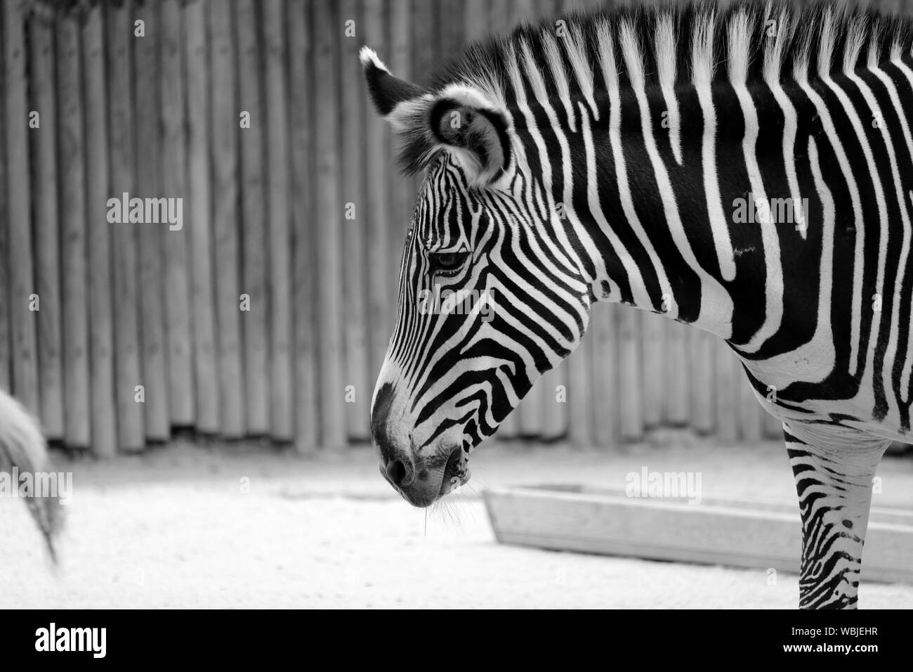Zebra side view Black and White Stock Photos & Images - Alamy