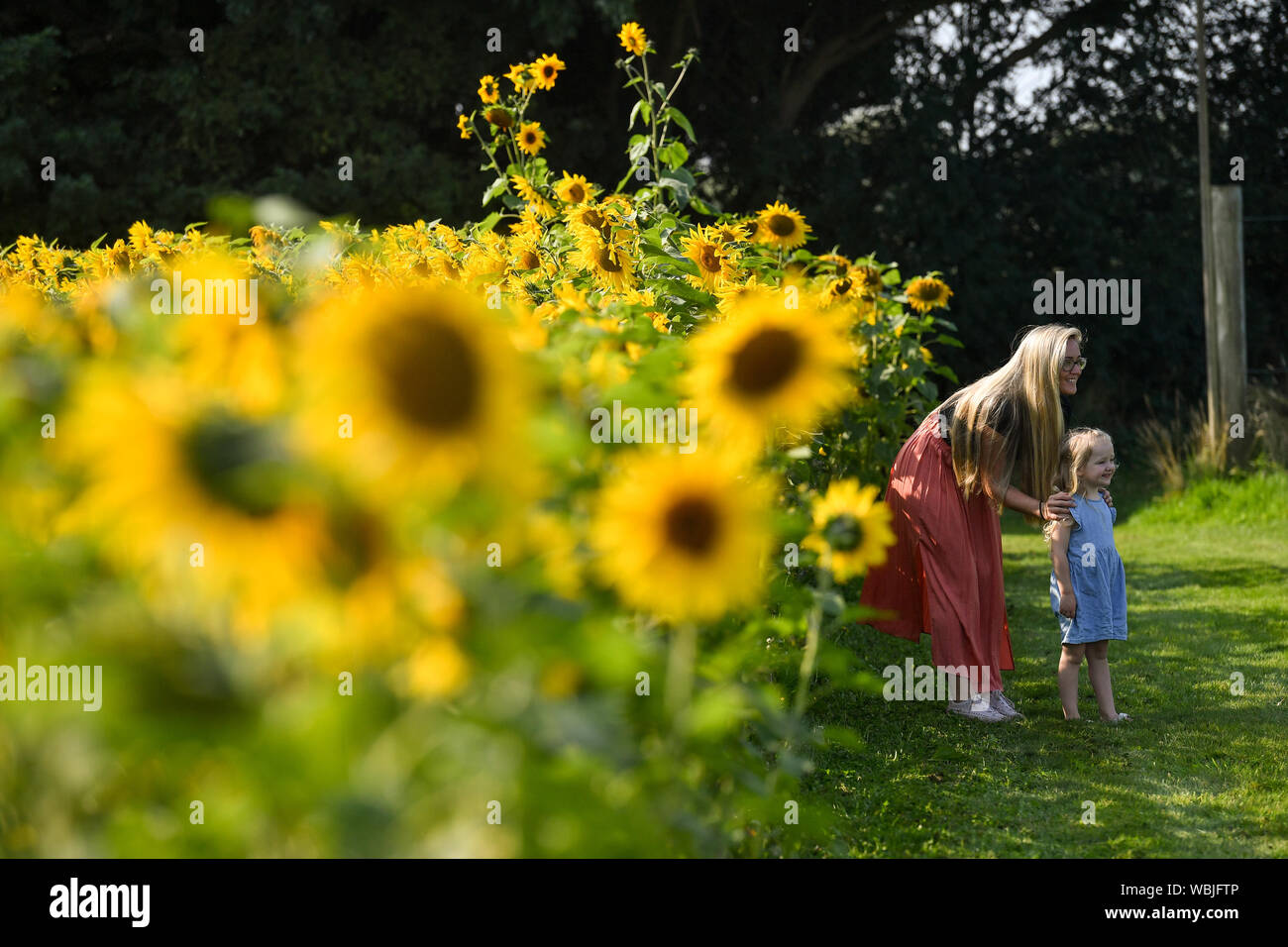 Jodie Dempster (left) and Lillie Dempster by a field of sunflowers by ...