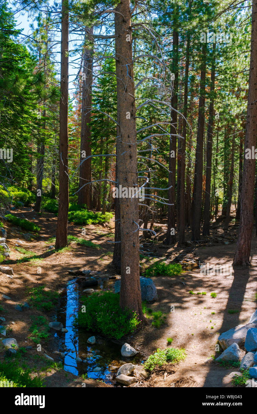 Sky Reflected on Forest Puddle Stock Photo - Alamy
