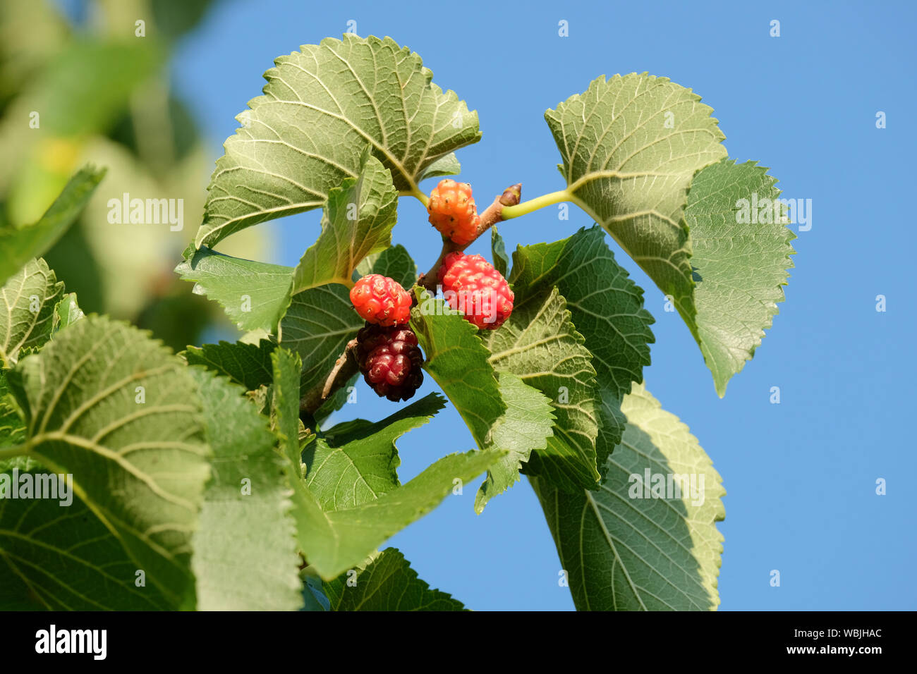 Close-up of ripening fruit of Morus nigra Mulberry or common mulberry ...