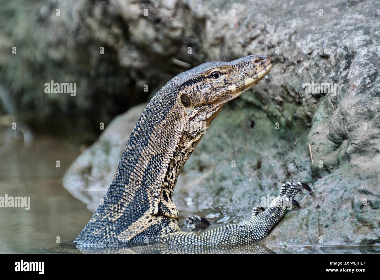 Asian monitor hi-res stock photography and images - Alamy