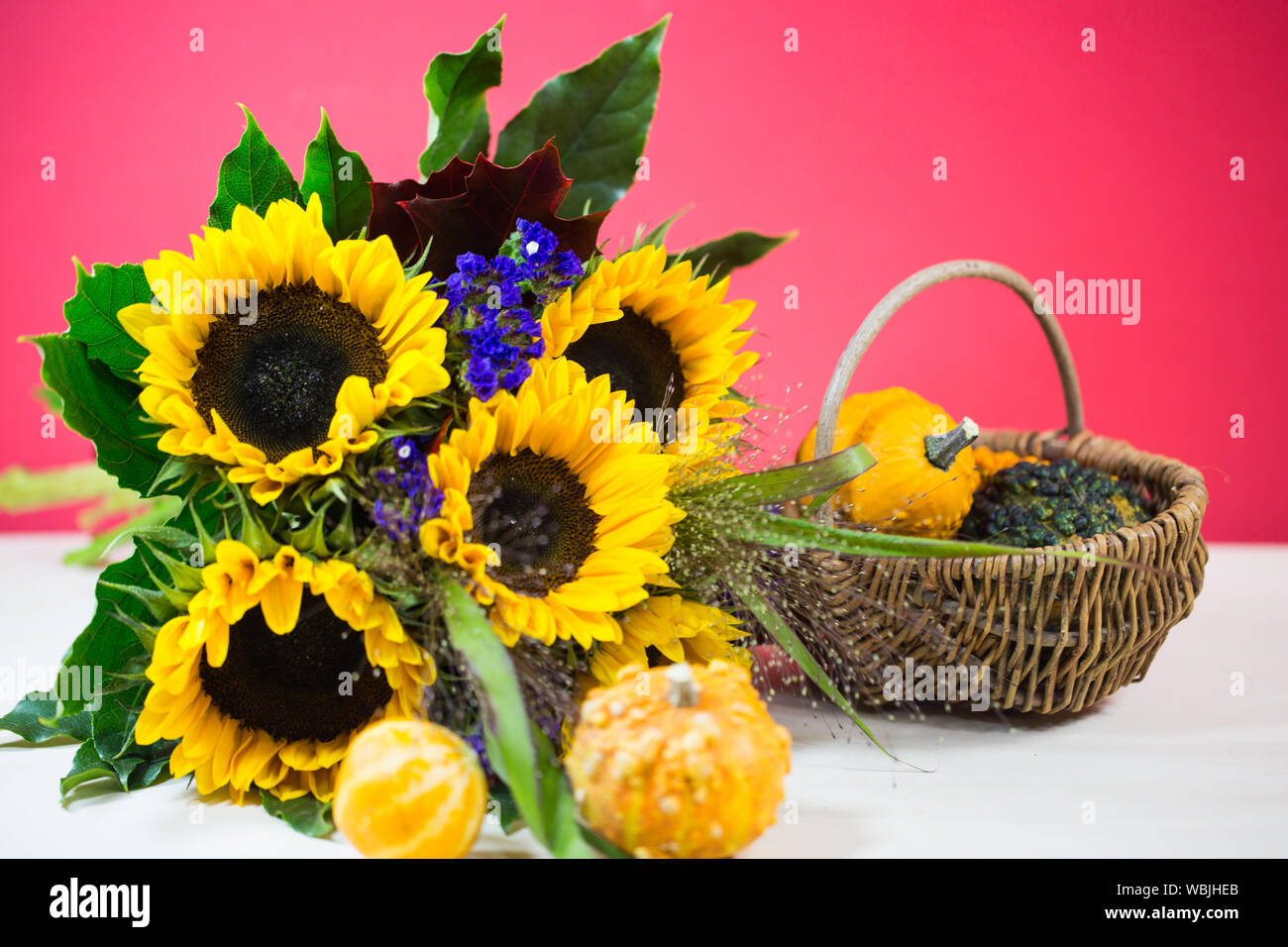 Multi head sunflower hi-res stock photography and images - Alamy