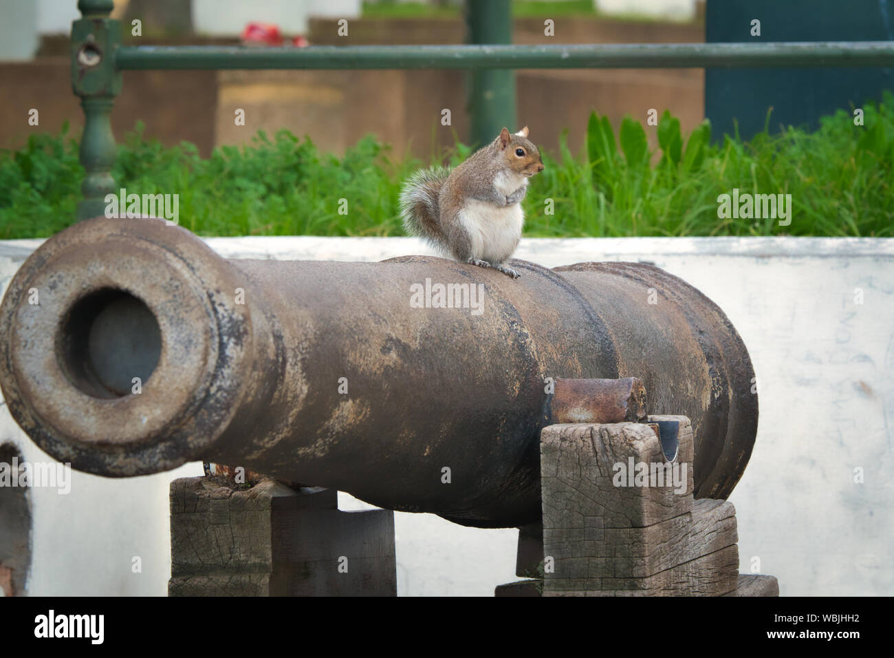 Squirrel on the cannon in South Africa Stock Photo - Alamy