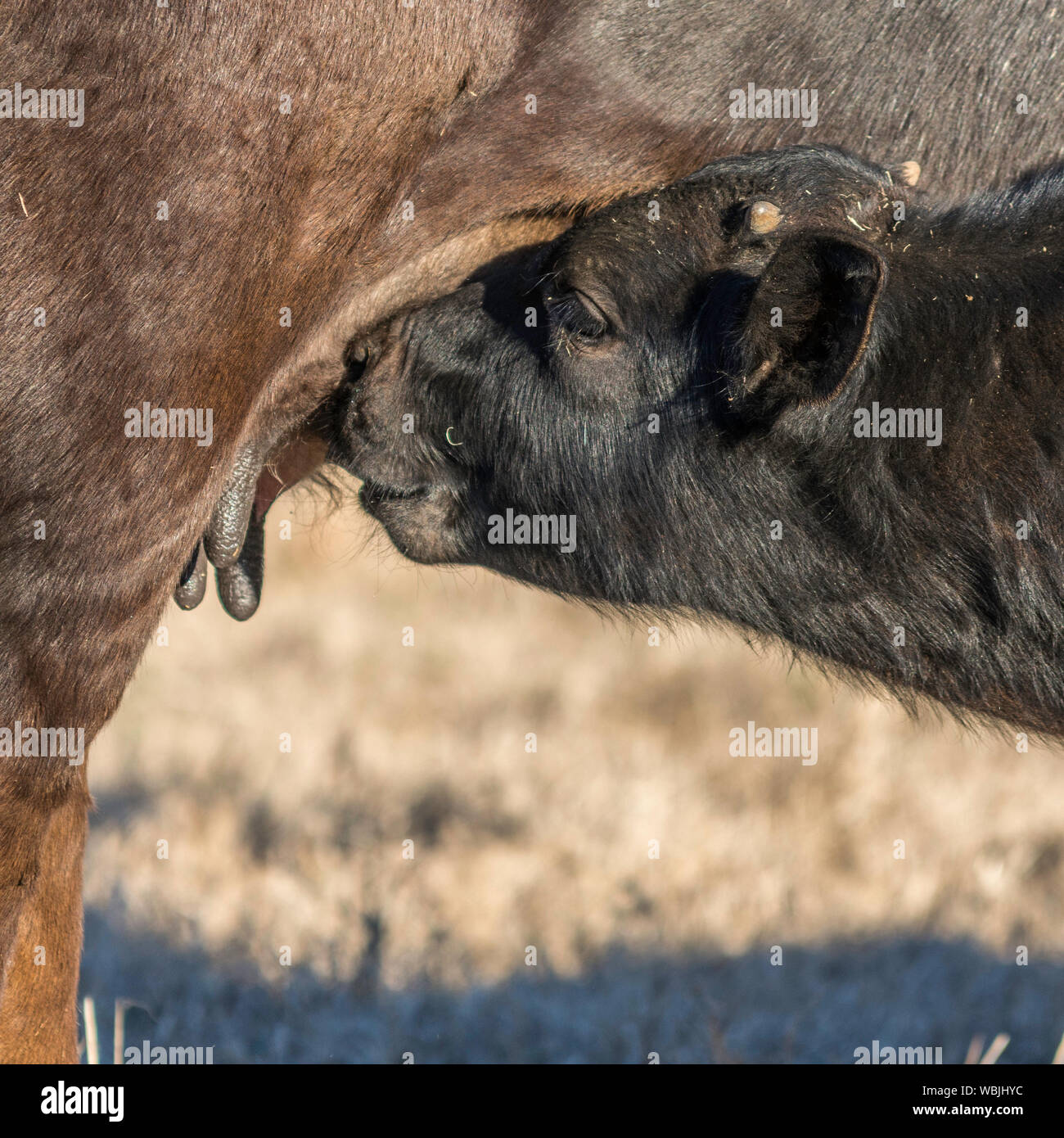 Calf drinking milk hi-res stock photography and images - Alamy