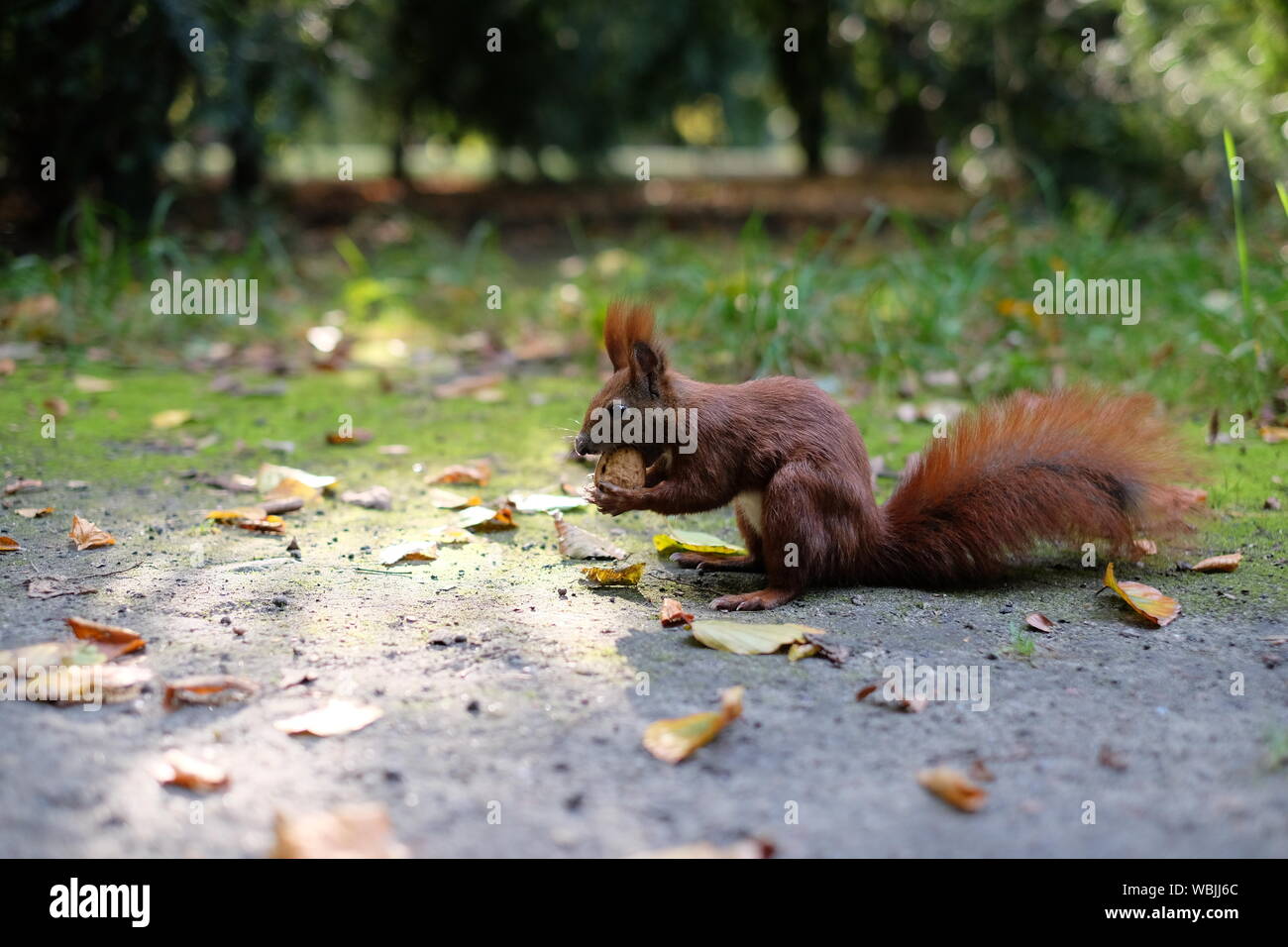 Nut Eating Animals High Resolution Stock Photography and Images - Alamy