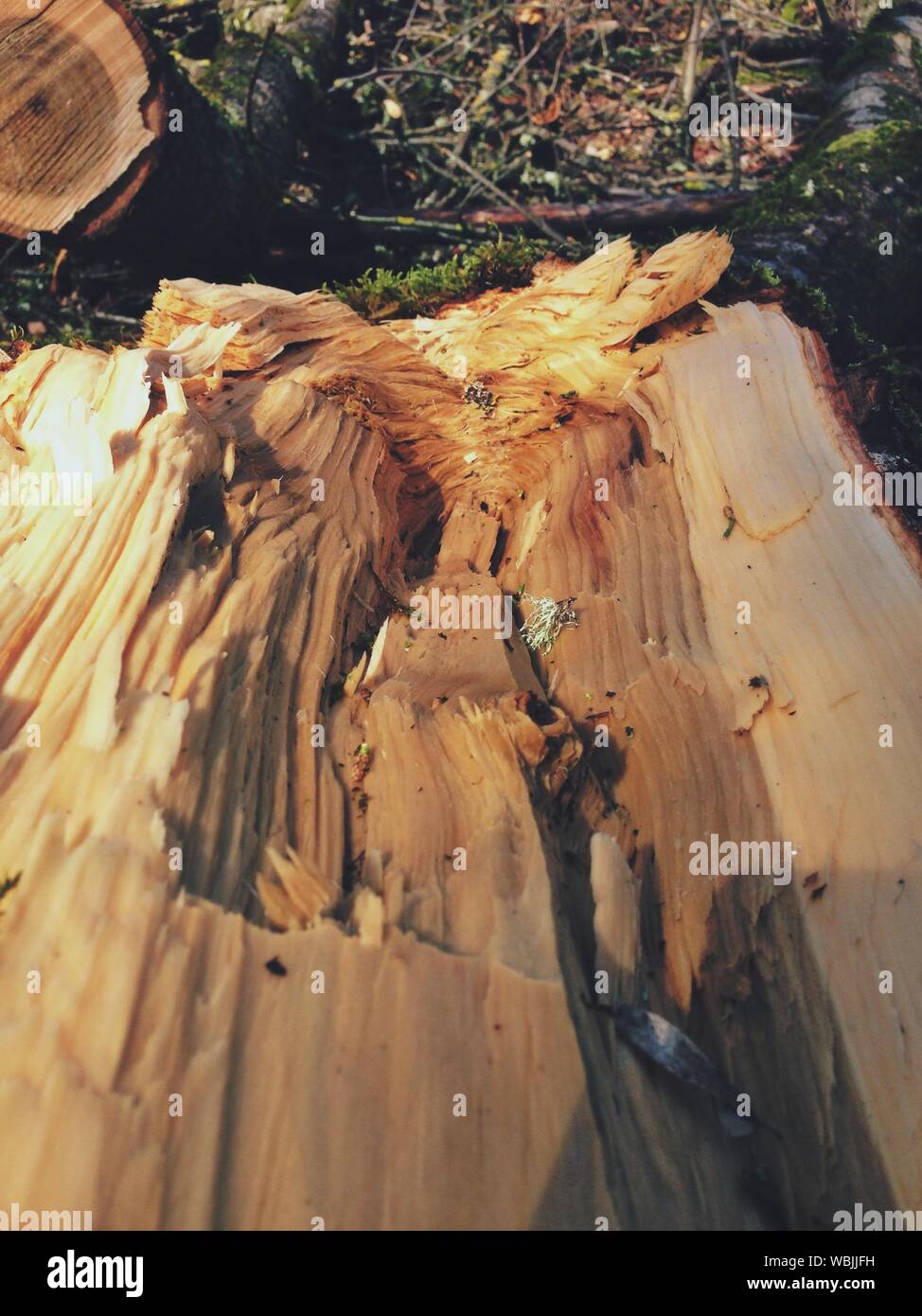 Cut out tree hi-res stock photography and images - Alamy