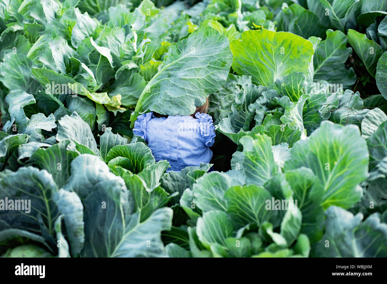 Baby sitting in cabbage plant. Cute little girl on cabbage field ...