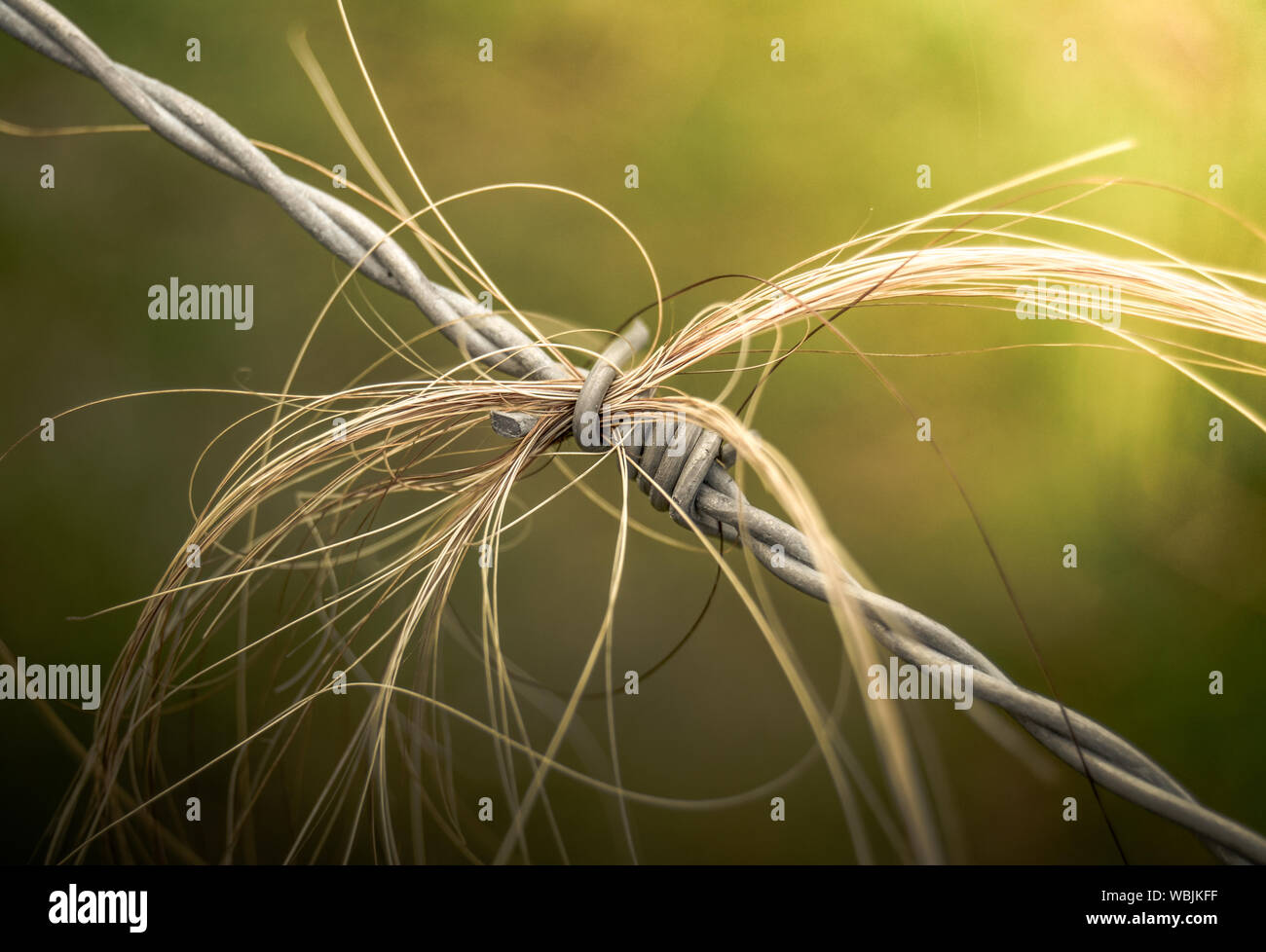 Metallic Threads High Resolution Stock Photography and Images - Alamy