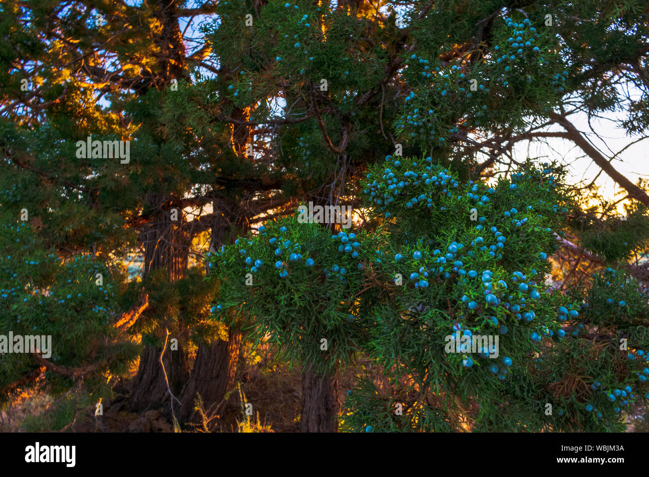 Juniper Berries, Lava Beds National Monument Stock Photo - Alamy