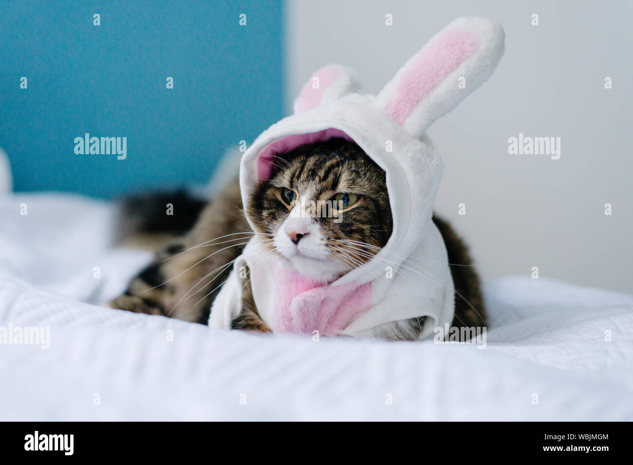 Cat in bunny costume hi-res stock photography and images - Alamy