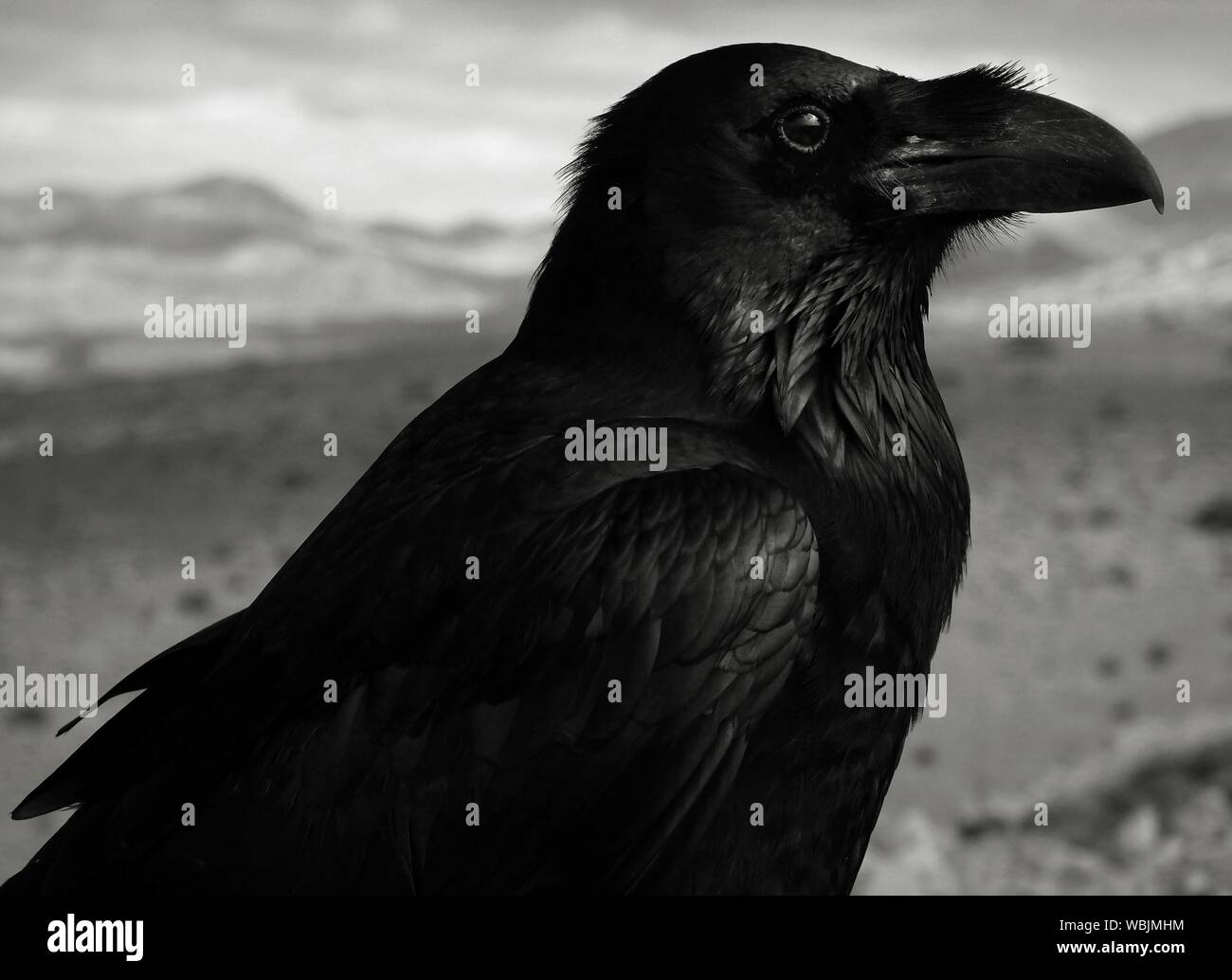Raven foreground hi-res stock photography and images - Alamy