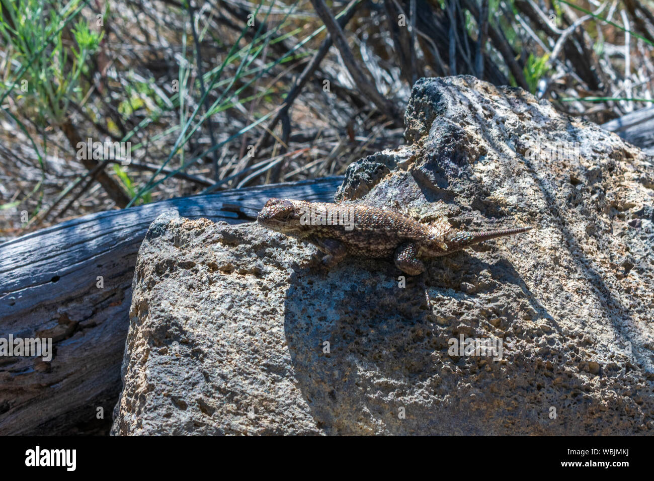 A Curious Lizard Warming On A Rock In Lava Beds National Monument Stock ...