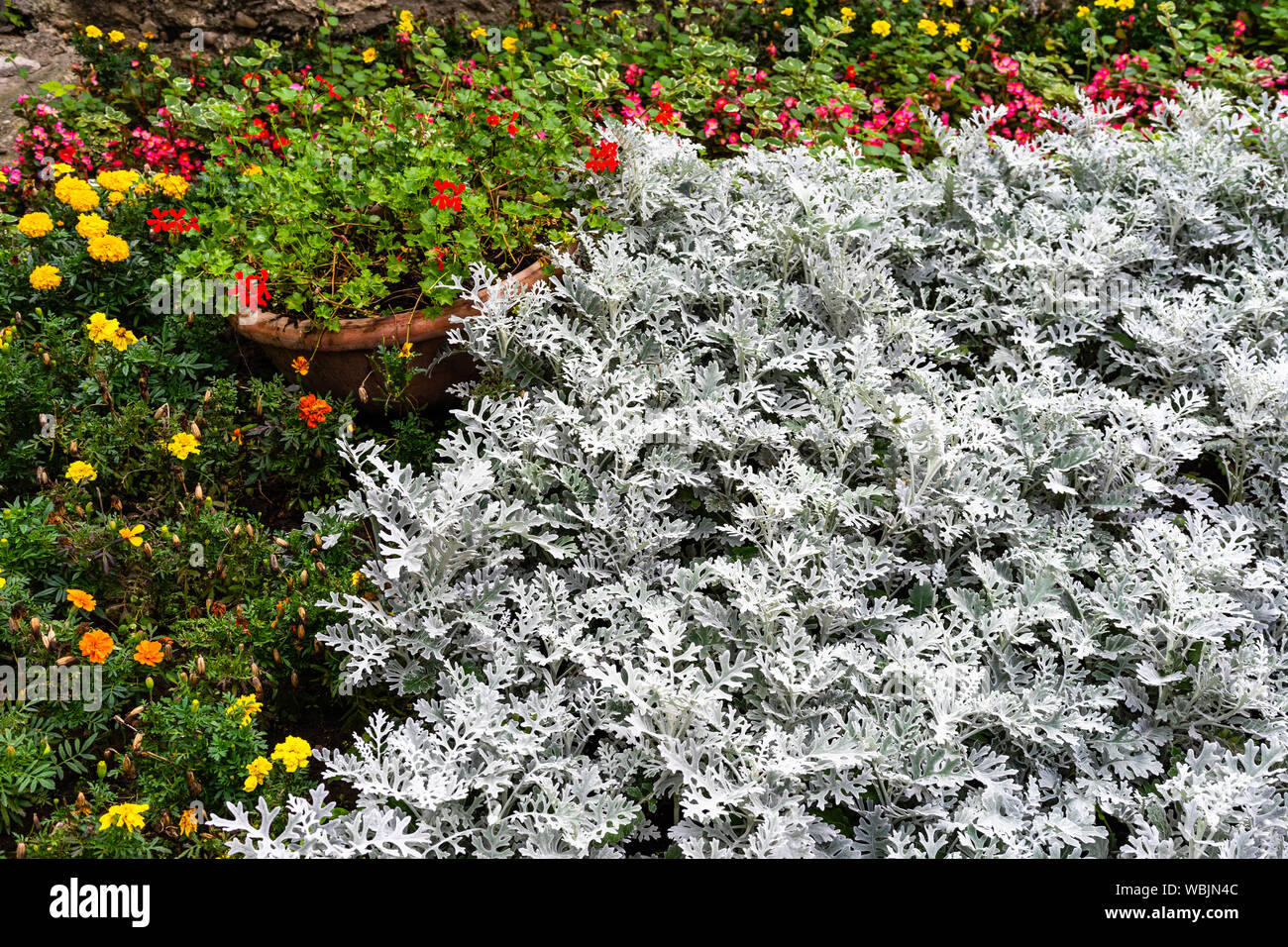 Colorful flowers and silver plant (Dusty Miller Stock Photo - Alamy