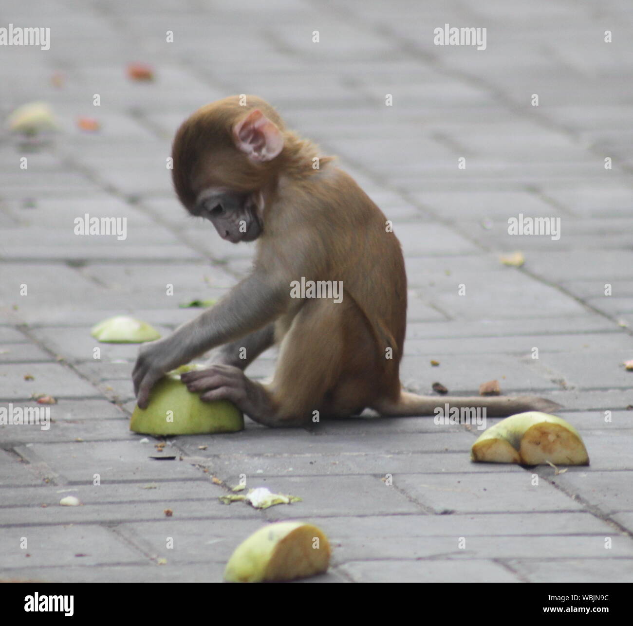 Monkey eating an apple hi-res stock photography and images - Alamy
