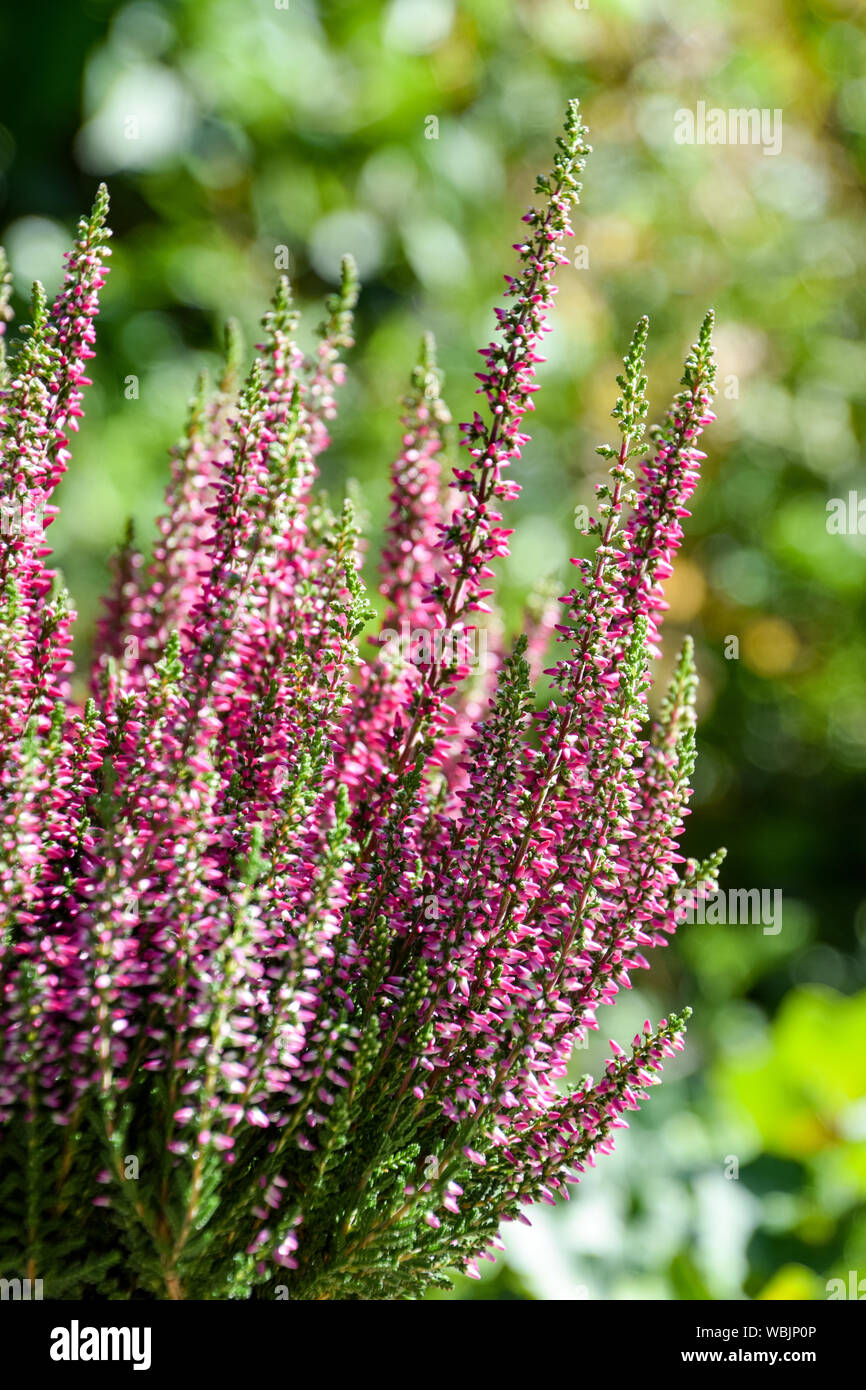 Calluna vulgaris multicolor hi-res stock photography and images - Alamy