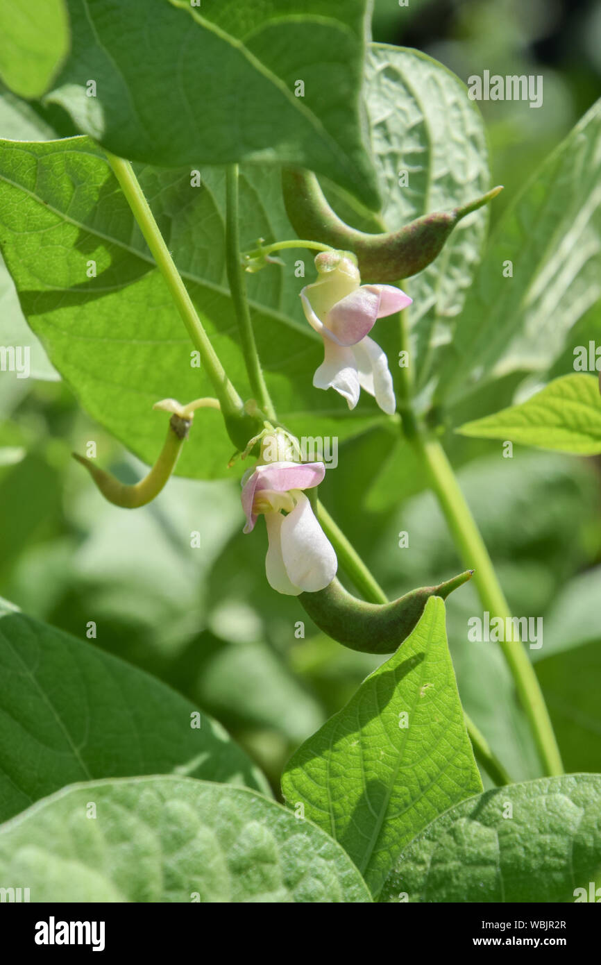 Phaseolus vulgaris haricot hi-res stock photography and images - Alamy