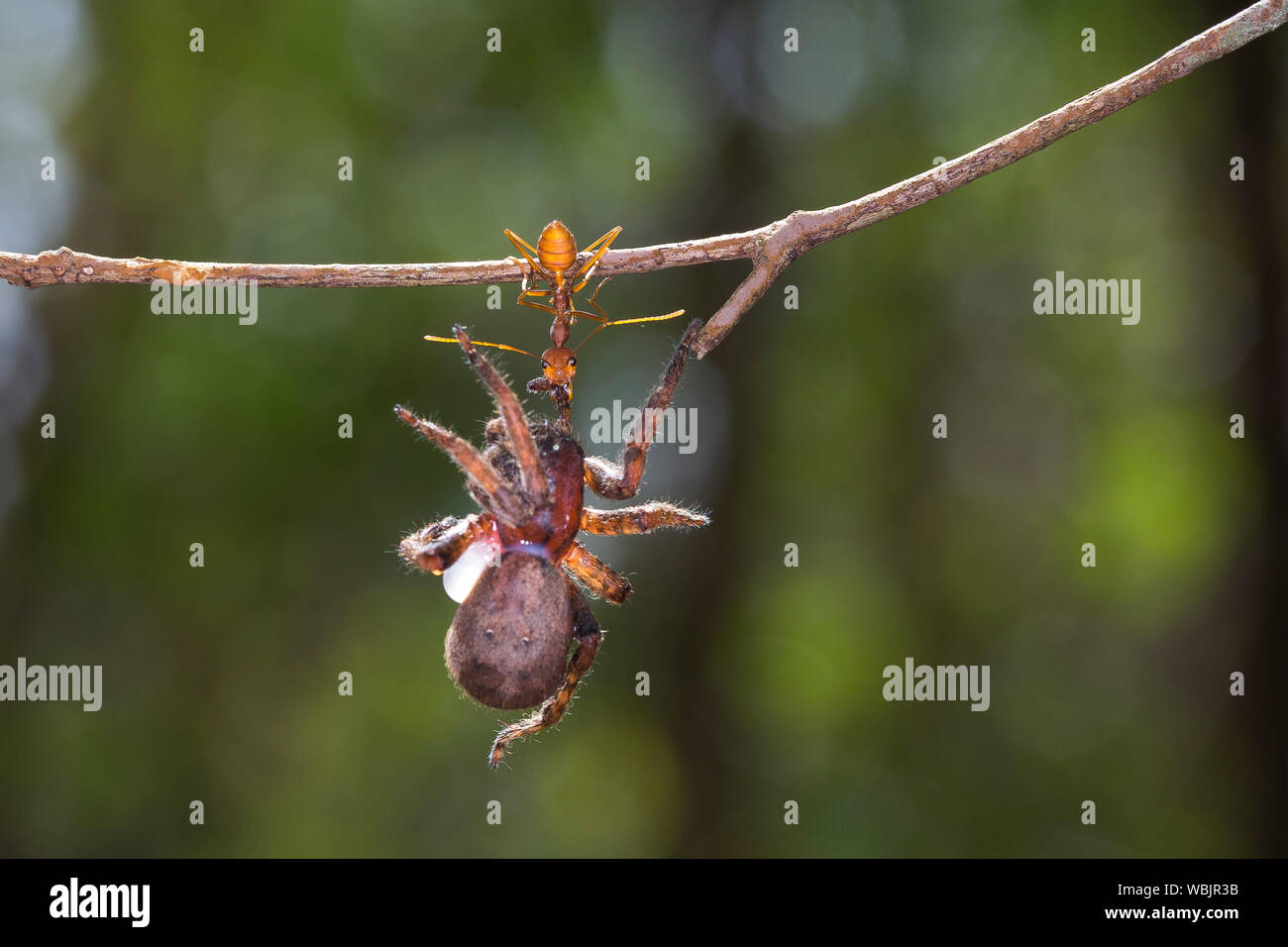Dead ant cut out hi-res stock photography and images - Alamy