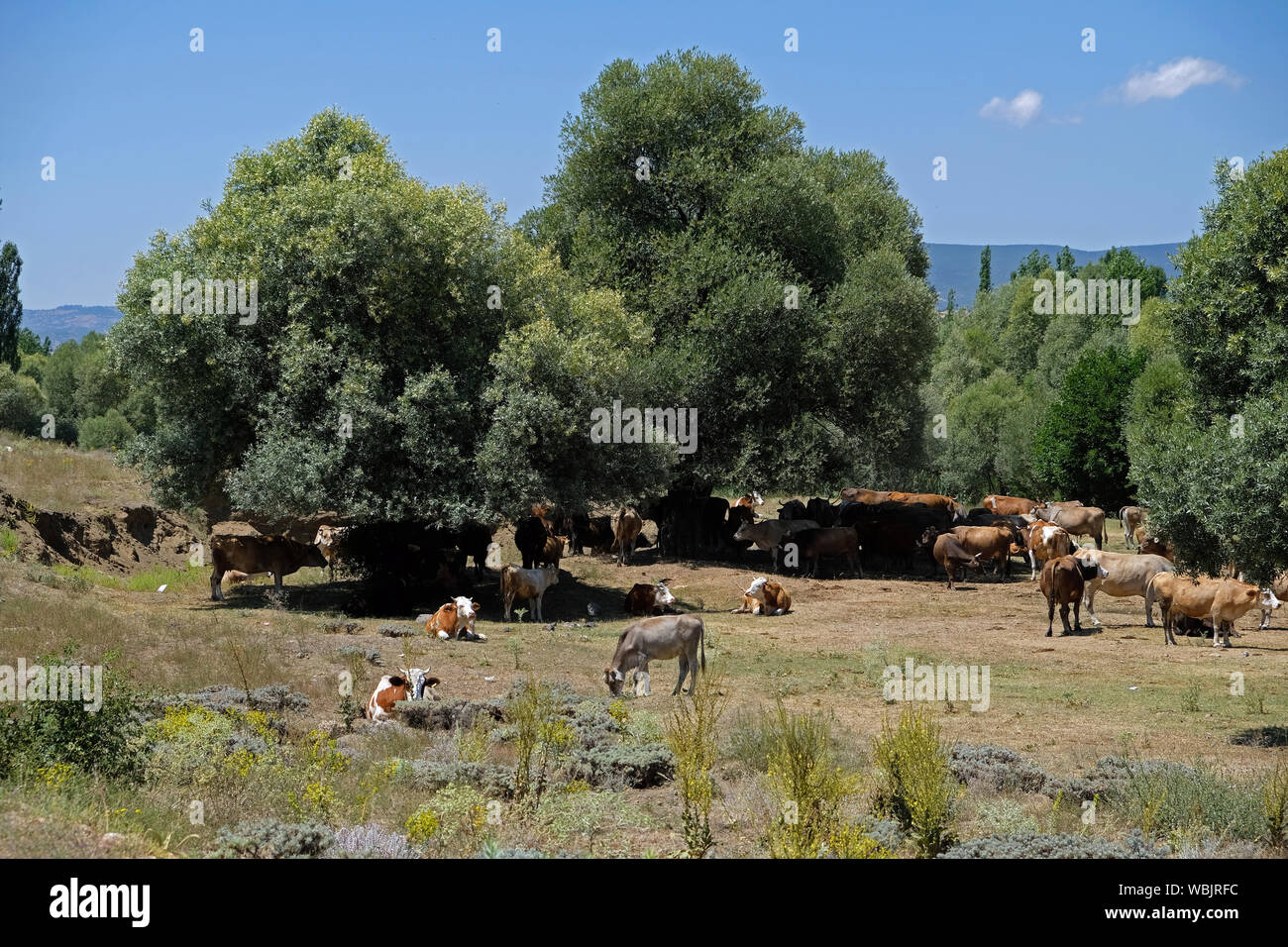 rangelands are important for livestock Stock Photo - Alamy