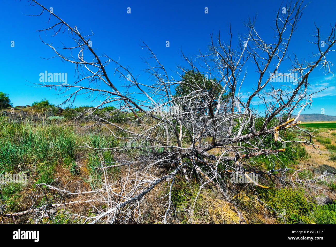 Dead tree in lava rocks hi-res stock photography and images - Alamy
