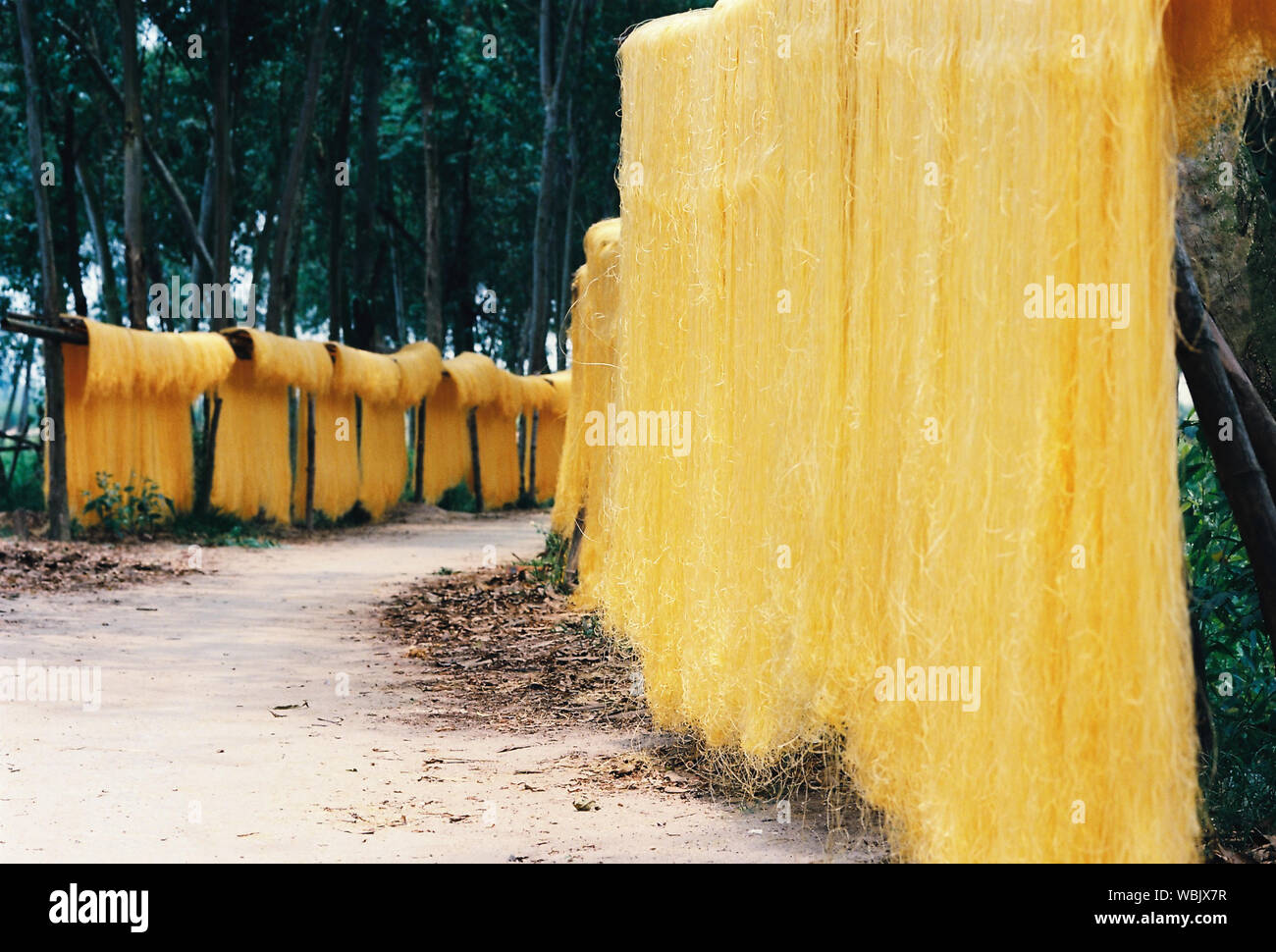 Drying Trees High Resolution Stock Photography and Images - Alamy