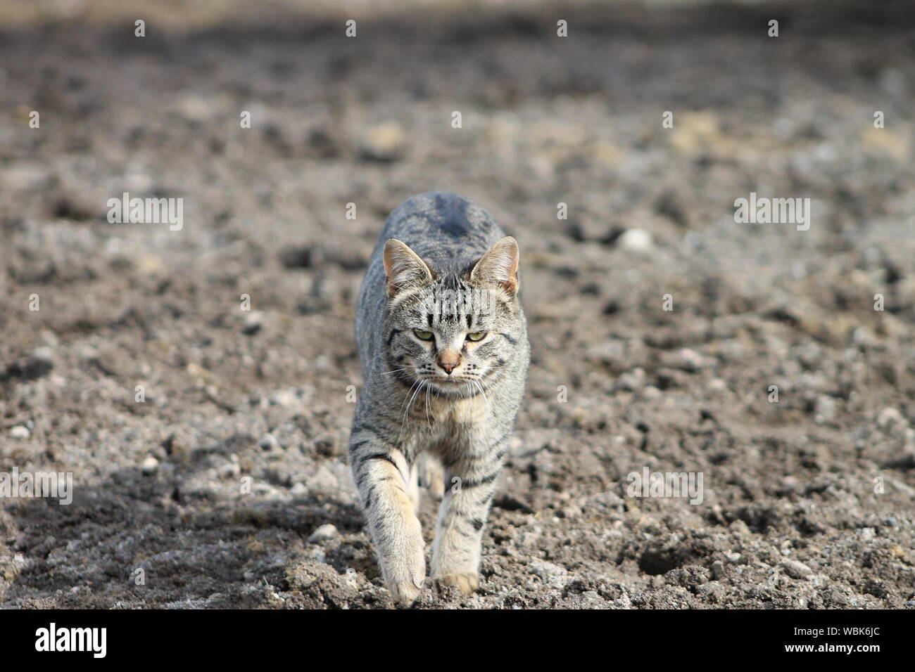 Tabby cat walking hi-res stock photography and images - Alamy