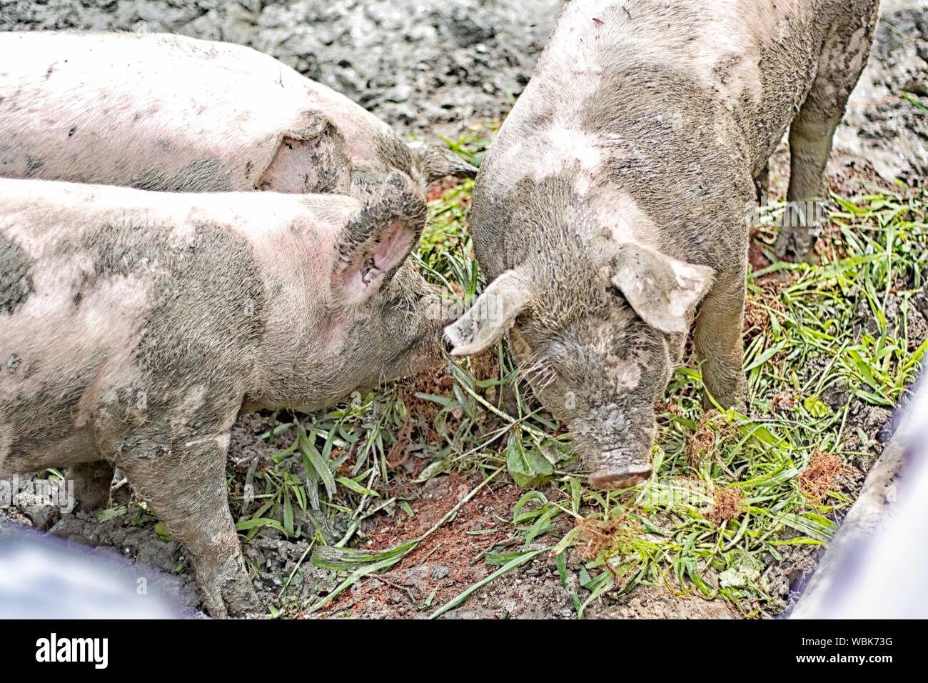 Grazing pigs hi-res stock photography and images - Alamy