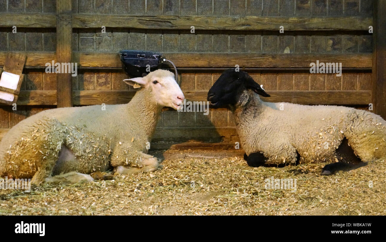 Sheep Relaxing In Shed Stock Photo - Alamy