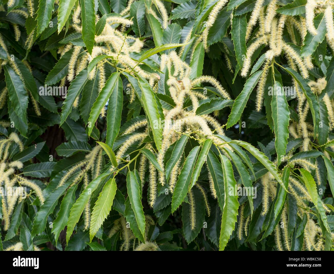 Sweet chestnut tree flowers hi-res stock photography and images - Alamy