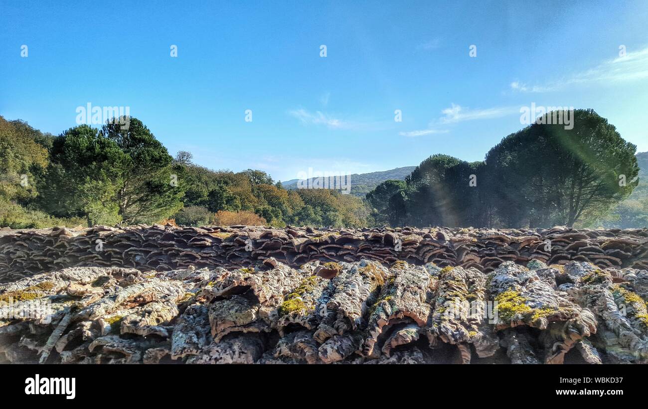 Fossil Tree Bark High Resolution Stock Photography and Images - Alamy